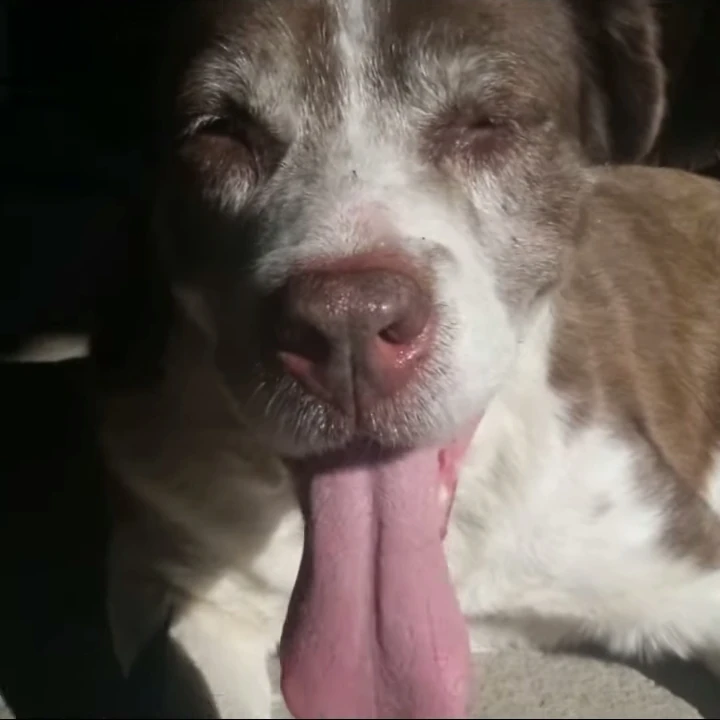 Roco | Wiki El Multiverso | Fandom