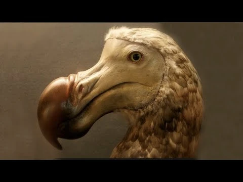 Dodo | Wiki El Robot de Colón | Fandom