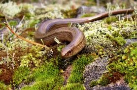 Vaskitsa | Eläimet Wiki | Fandom