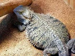 Parta-agama | Eläimet Wiki | Fandom