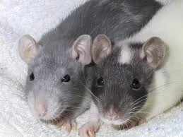 Kesyrotta | Eläimet Wiki | Fandom