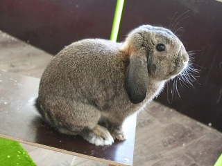 Kani | Eläimet Wiki | Fandom