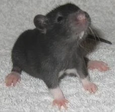 Kesyrotta | Eläimet Wiki | Fandom