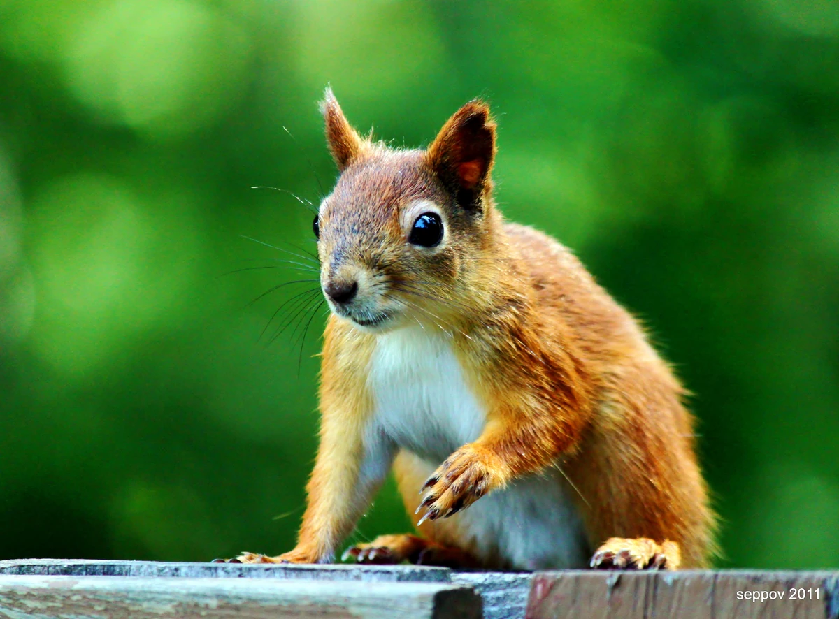 Orava | Eläimet Wiki | Fandom