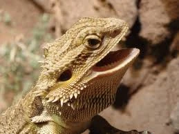 Parta-agama | Eläimet Wiki | Fandom