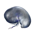 Silver Tear | Elden Ring Wiki | Fandom
