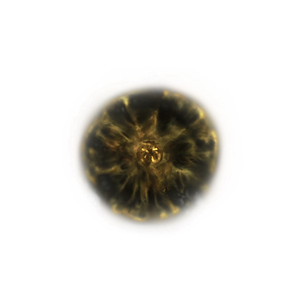 Shadow Realm Rune [2] | Elden Ring Wiki | Fandom