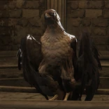 Stormhawk | Elden Ring Wiki | Fandom