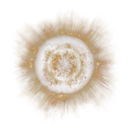 Mending Runes | Elden Ring Wiki | Fandom