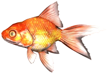 Goldfish | Elder Scrolls | Fandom