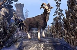 Sanguine's Black Goat | Elder Scrolls | Fandom