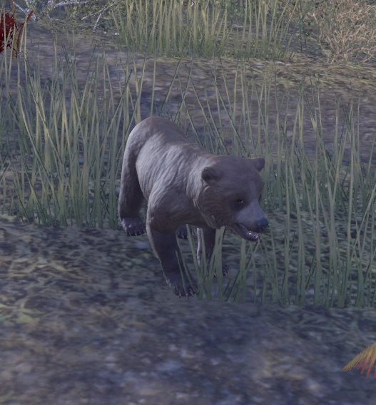 Bear Cub | Elder Scrolls | Fandom