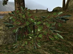 Comberry | The Elder Scrolls Wiki | Fandom