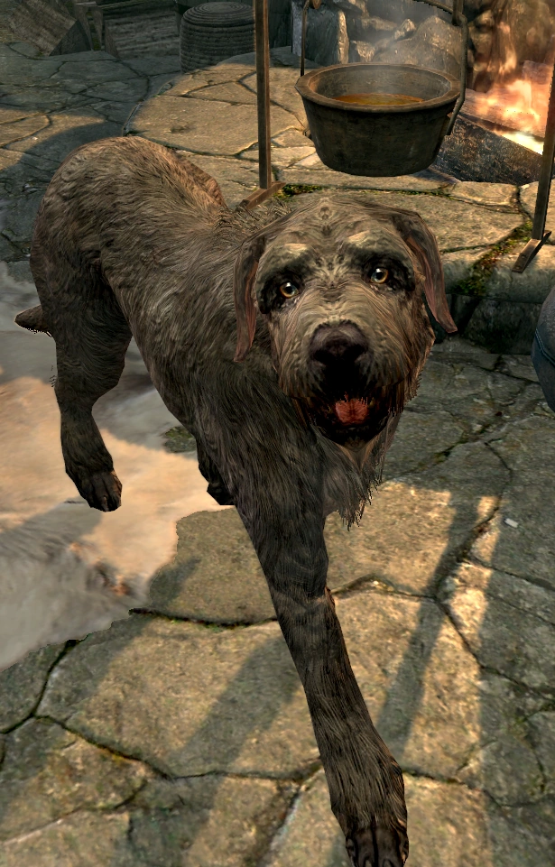 How Do You Tame A Dog In Skyrim
