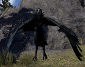 Harpy (Online) | Elder Scrolls | Fandom