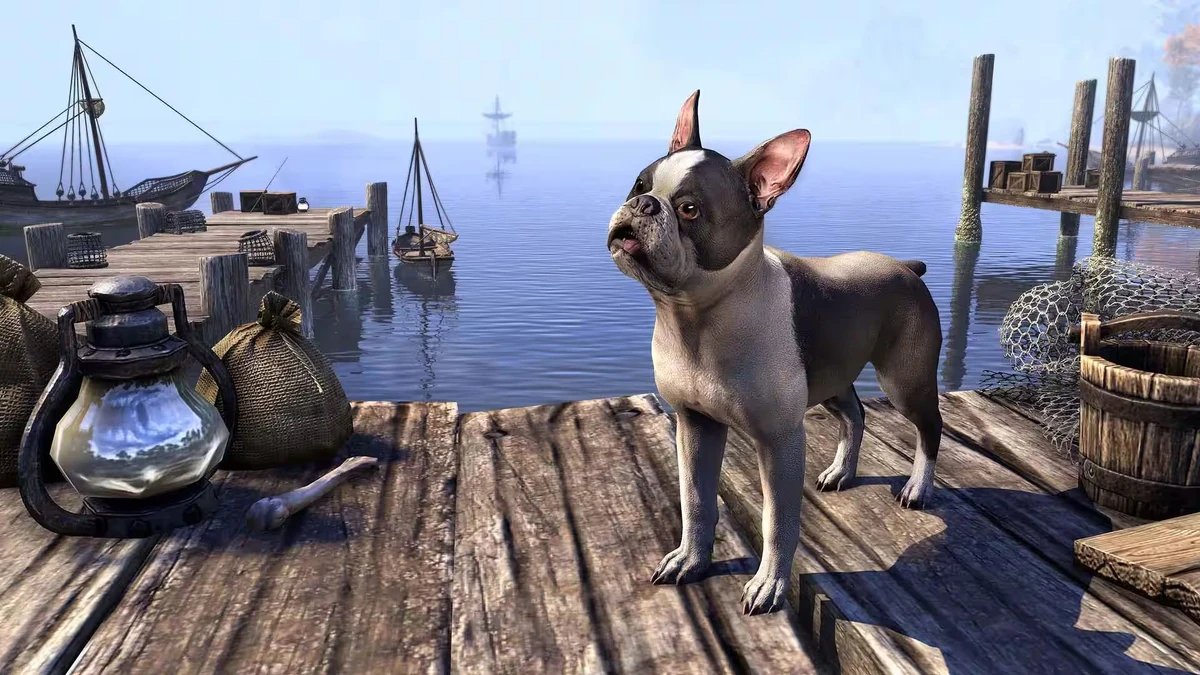Breton Terrier | Elder Scrolls | Fandom
