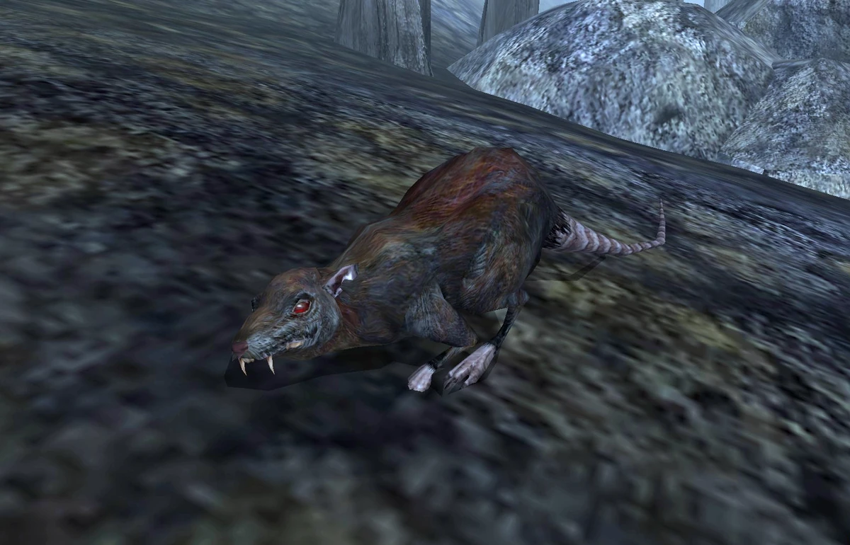 Rat (Morrowind) | Elder Scrolls | Fandom