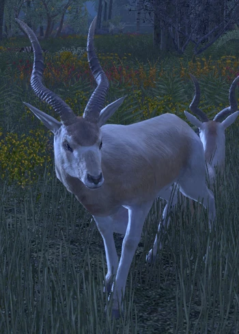 Addax | Elder Scrolls | Fandom