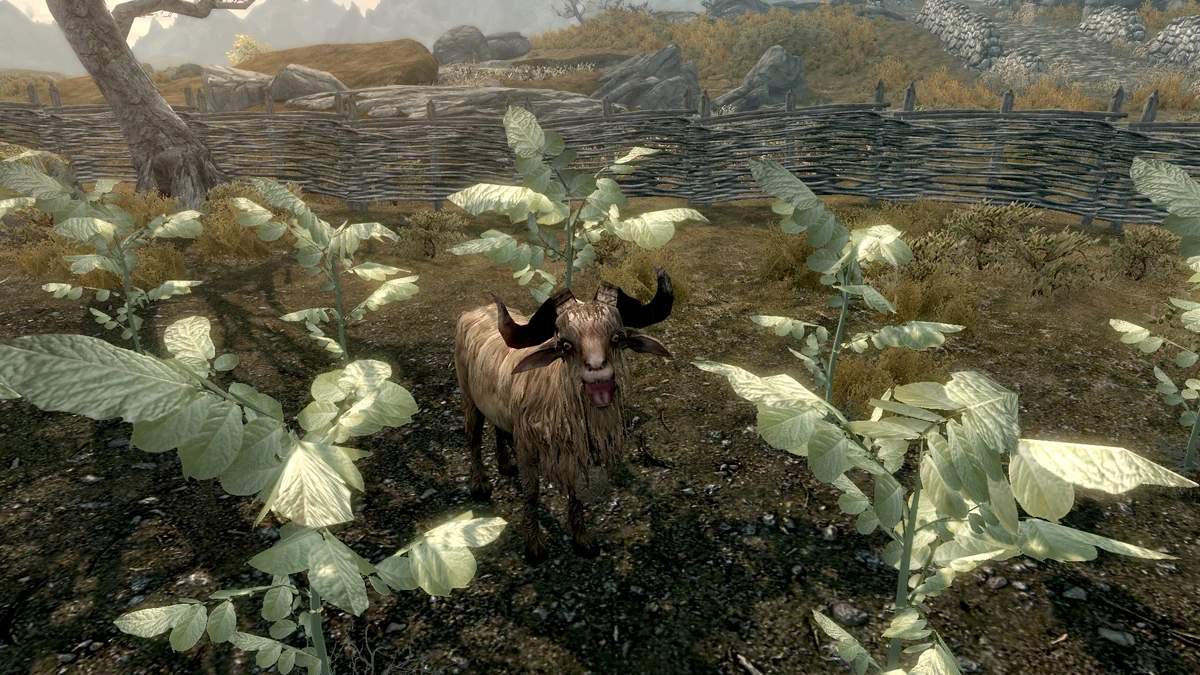 Goat | The Elder Scrolls Wiki | Fandom