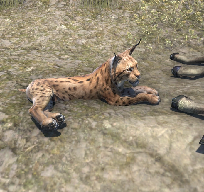 Lynx | Elder Scrolls | Fandom