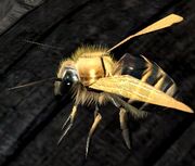 Insects | Elder Scrolls | Fandom
