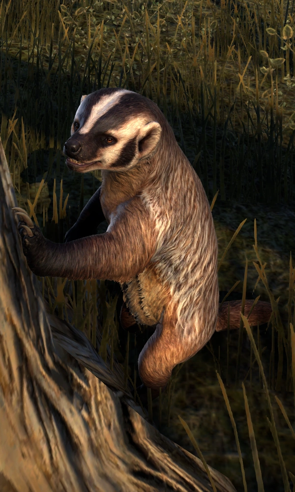 Badger | Elder Scrolls | Fandom