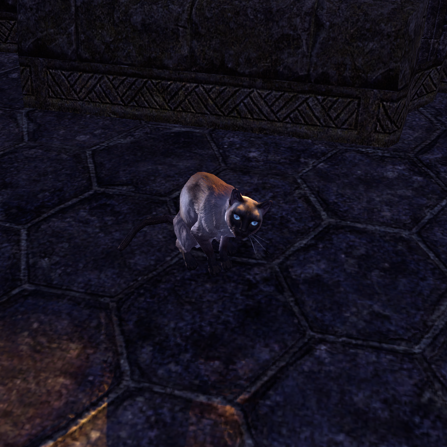 Луна кошка The Elder Scrolls Wiki Fandom