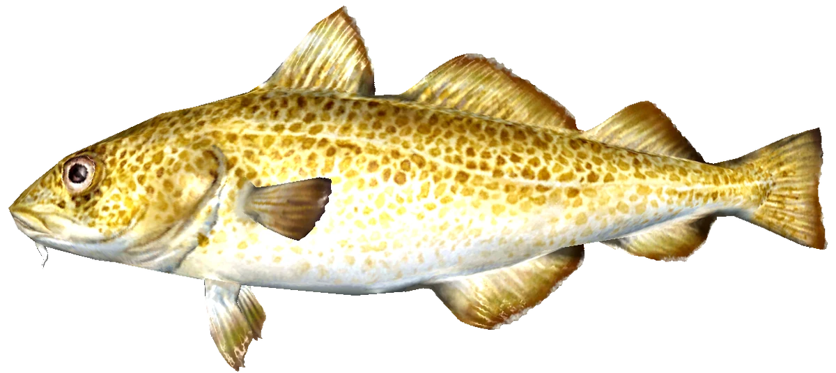 Cod | Elder Scrolls | Fandom