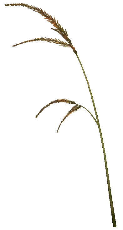 Saltrice (Skyrim Creation Club) | Elder Scrolls | Fandom