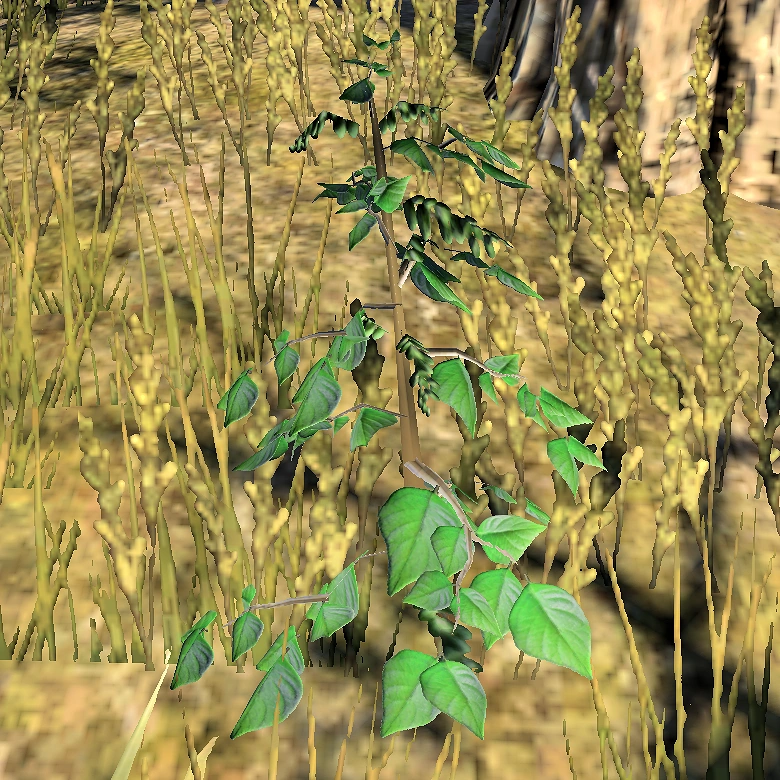 Blessed Thistle | The Elder Scrolls Wiki | Fandom