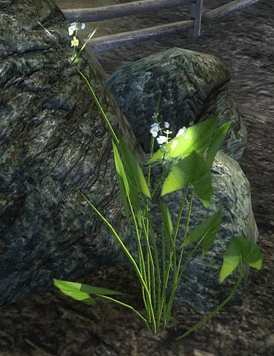 Arrowroot | Elder Scrolls | Fandom
