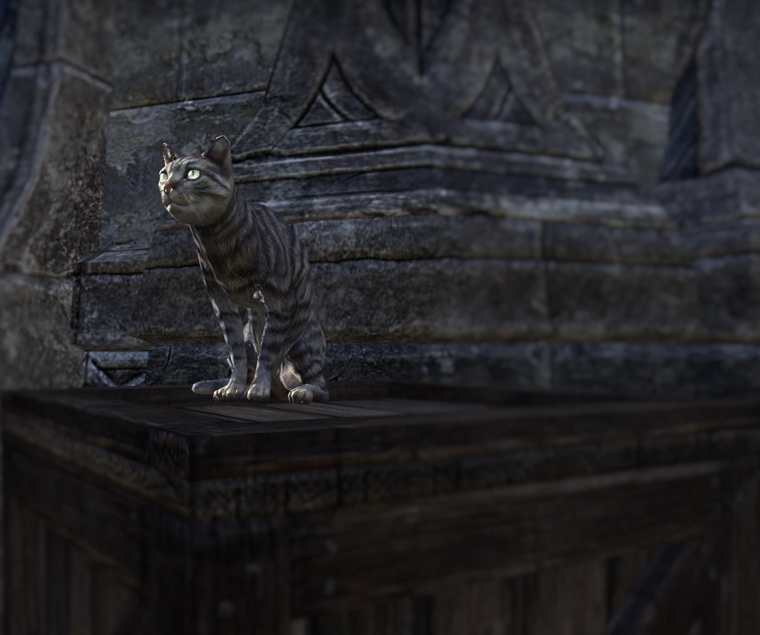Azura (Cat) | Elder Scrolls | Fandom