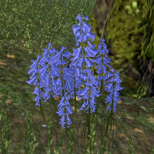 Bugloss | Elder Scrolls | Fandom