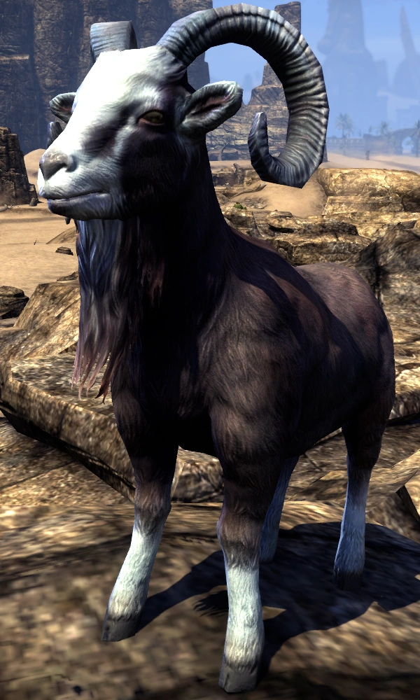 Goat (Online) | Elder Scrolls | Fandom