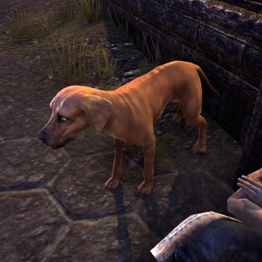 Horqueur Chien Wiki The Elder Scrolls Fandom
