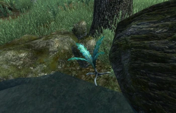 Seeking Your Roots | Elder Scrolls | Fandom