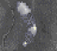 Chain Left Pauldron (Daggerfall) | Elder Scrolls | Fandom