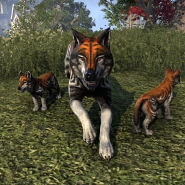 Dire Wolf | Elder Scrolls | Fandom