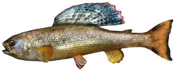 Arctic Grayling | Elder Scrolls | Fandom