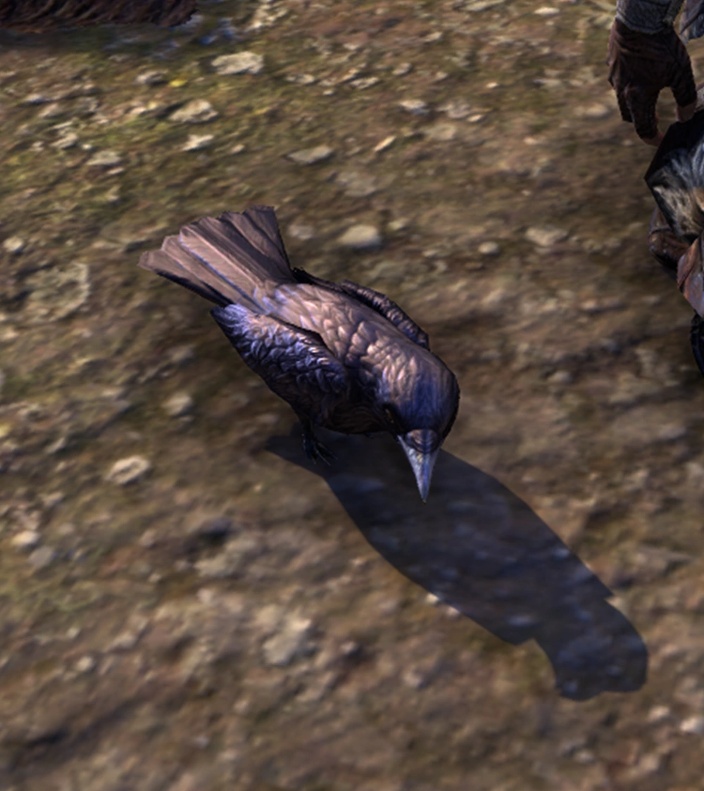 Wind (Crow) | Elder Scrolls | Fandom