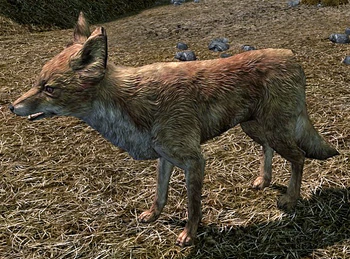 Fox (Skyrim) | Elder Scrolls | Fandom