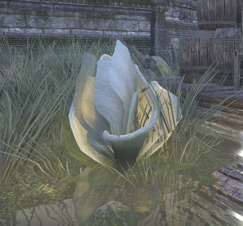 Catapult Cabbage | Elder Scrolls | Fandom