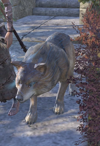 Wolf Guardian | Elder Scrolls | Fandom
