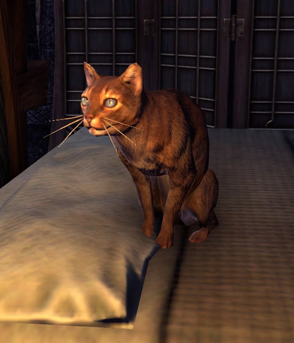 Ebony (Cat) | Elder Scrolls | Fandom