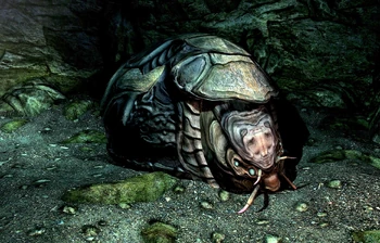 Shellbug | Elder Scrolls | Fandom