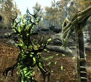 Spriggan (Skyrim) | Elder Scrolls | Fandom