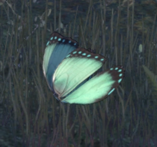 Butterfly (Online) | Elder Scrolls | Fandom