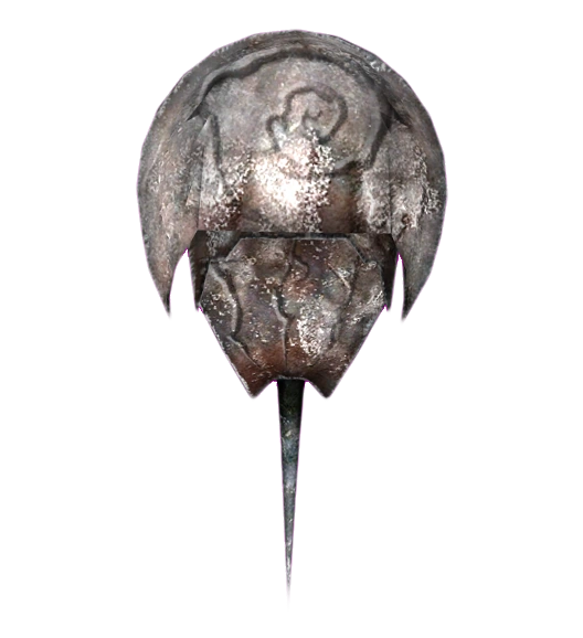 Grummite Shield | Elder Scrolls | Fandom