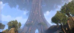 Elden Tree | Elder Scrolls | Fandom