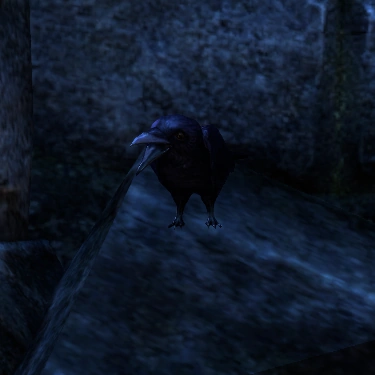Corbeau ermite | Wiki The Elder Scrolls | Fandom